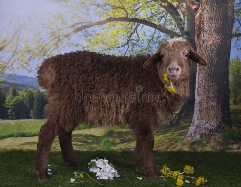 Sheep Sat Down on a Meadow on a Summer Day Stock Photo - Image of grass ...