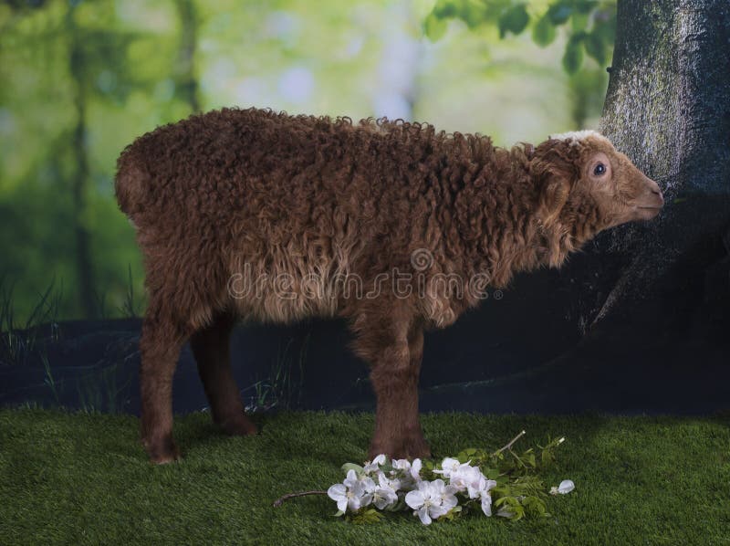 Sheep Sat Down on a Meadow on a Summer Day. Stock Photo - Image of ...