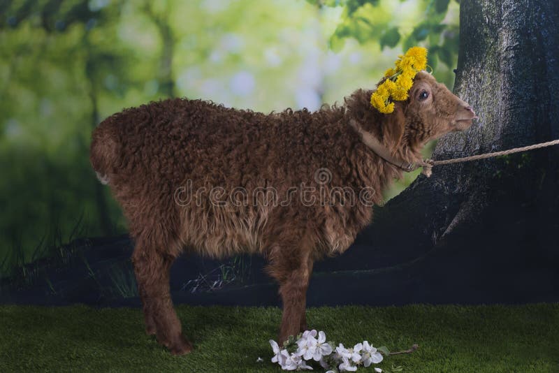 Sheep Sat Down on a Meadow on a Summer Day Stock Photo - Image of sheep ...