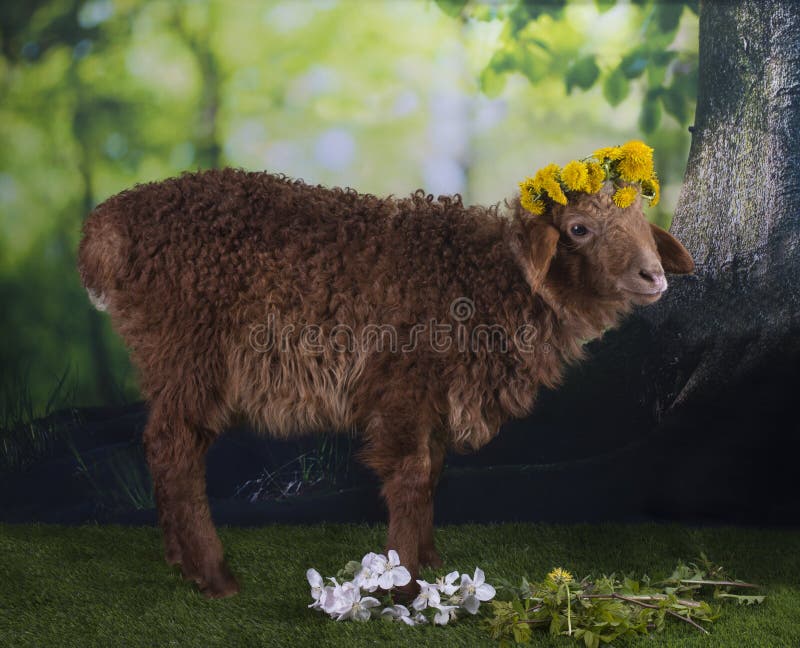 Sheep Sat Down on a Meadow on a Summer Day Stock Photo - Image of ...