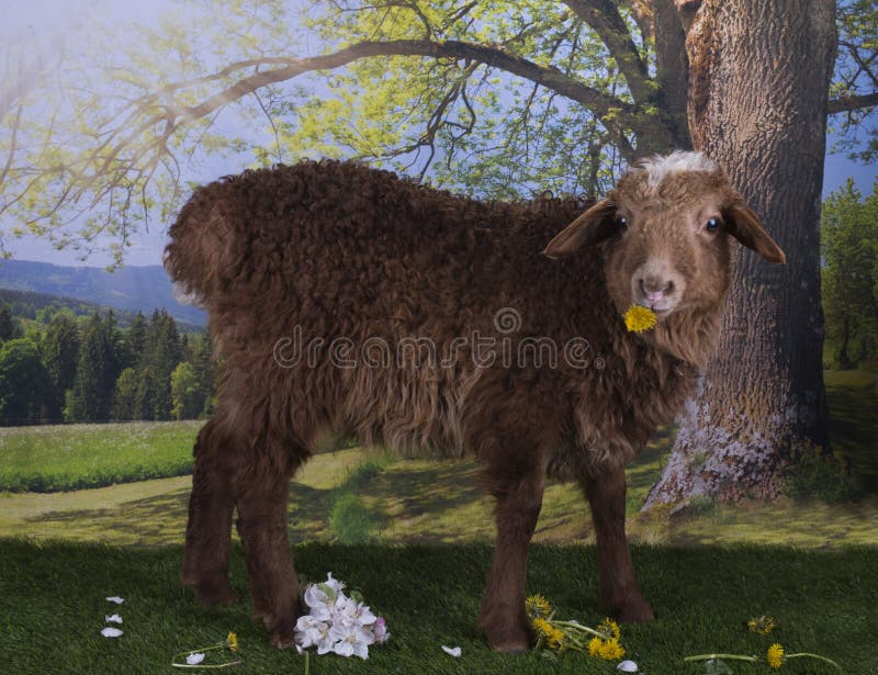 Sheep Sat Down on a Meadow on a Summer Day. Stock Photo - Image of ...