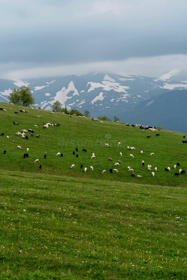 Sheep Scattered Across Green Slope with Mountains in Background Stock ...