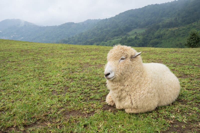 A Sheep on a Scenic Hill with Green Grass and Mountain Views in the ...