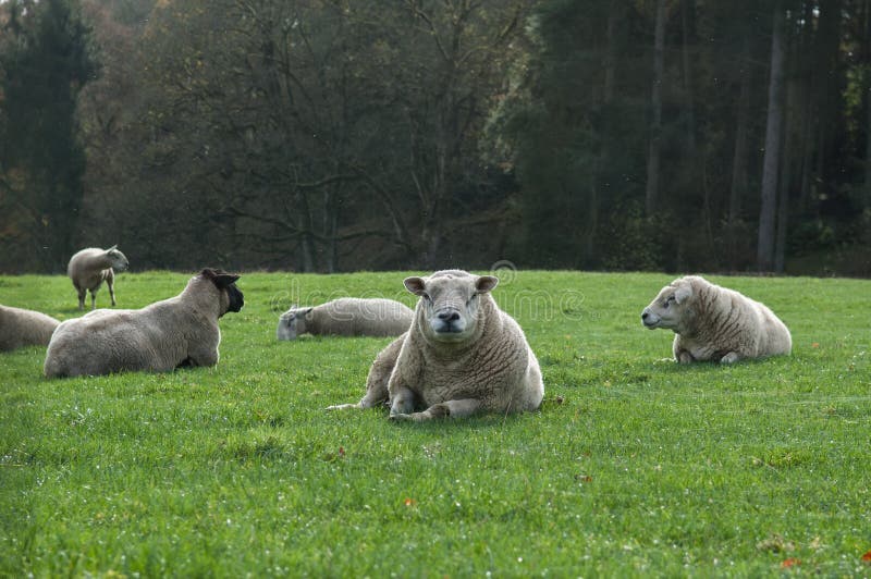 Fat Sheep in Nature in Scotland Stock Image - Image of highlands ...
