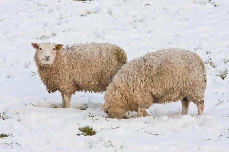Winter sheep in snow stock photo. Image of deep, looking - 12370164