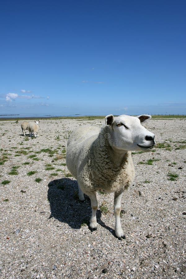 Sheep at the seaside stock photo. Image of animal, looking - 10418648