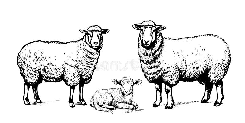 Sheep Set Hand Drawn Sketch Vector Illustration Farming Stock ...