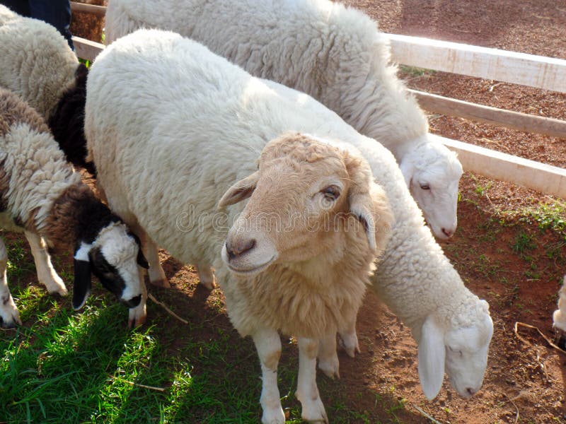 Sheep stock photo. Image of offspring, baby, infant, cute - 79090856