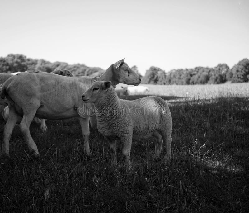 Sheep in the shade stock photo. Image of rest, blazing - 120228152