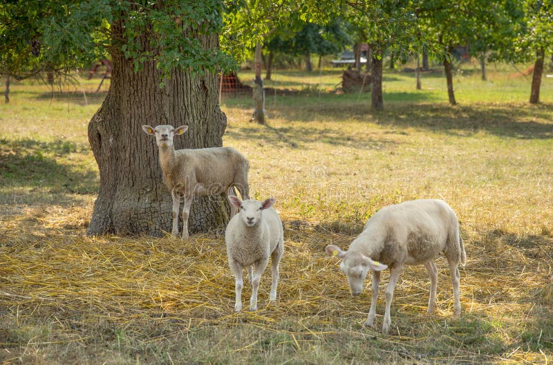 Sheep in the shade stock photo. Image of livestock, farming - 59139620