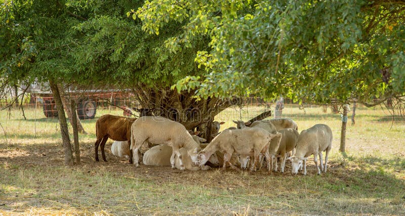 Sheep in the shade stock photo. Image of livestock, husbandry - 59140010