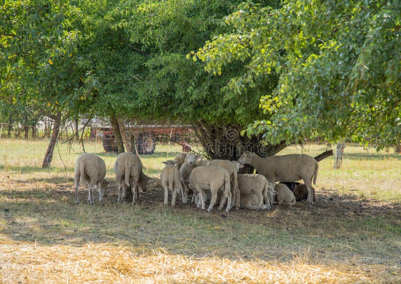 Sheep in the shade stock photo. Image of grazing, idyllic - 59140260