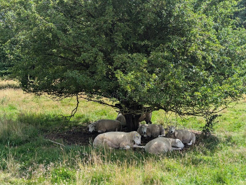 Sheep in the Shade of a Tree Stock Photo - Image of green, idyllic ...