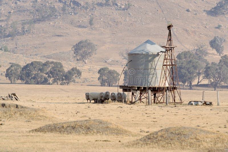 Sheep in Shade of Water Tank Stock Photo - Image of color, tank: 5063532