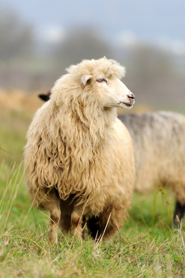 Shaggy Sheep Stock Images - Download 1,001 Royalty Free Photos