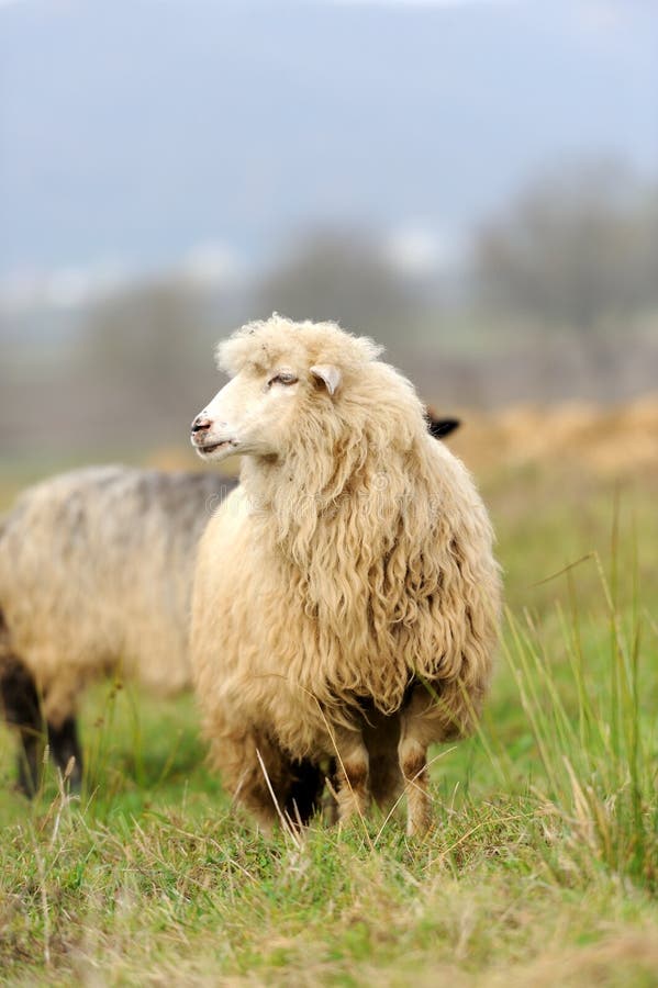 Shaggy Sheep Stock Images - Download 1,001 Royalty Free Photos