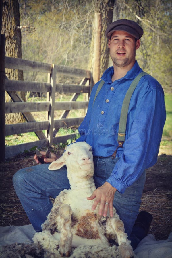 Sheep Shearing editorial photo. Image of fleece, clothing - 53642476