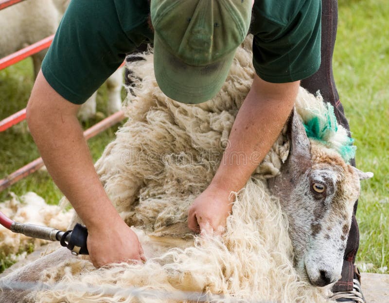 Shearing a Sheep stock photo. Image of industry, animal - 20277256