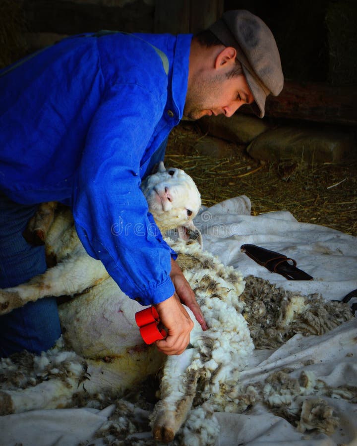 Sheep Shearer editorial stock photo. Image of agriculture - 53642483