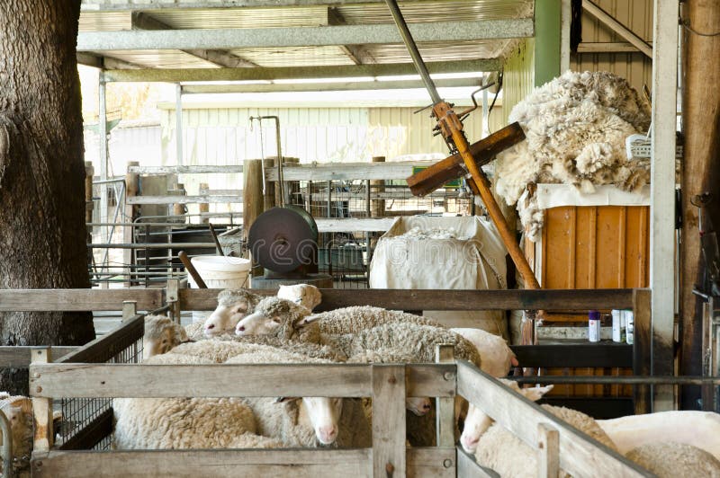 Sheep Shearing Enclosure stock image. Image of sheep - 102799449