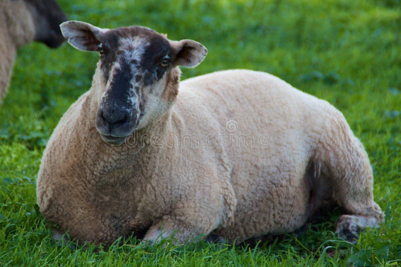 Sheep after shearing stock photo. Image of mammalia, animal - 51964448