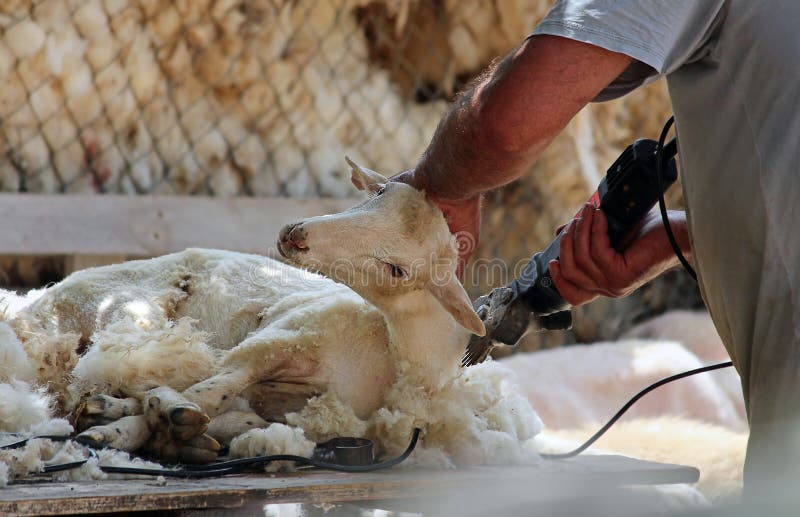 Sheep shearing stock photo. Image of color, craft, farmer - 46539918