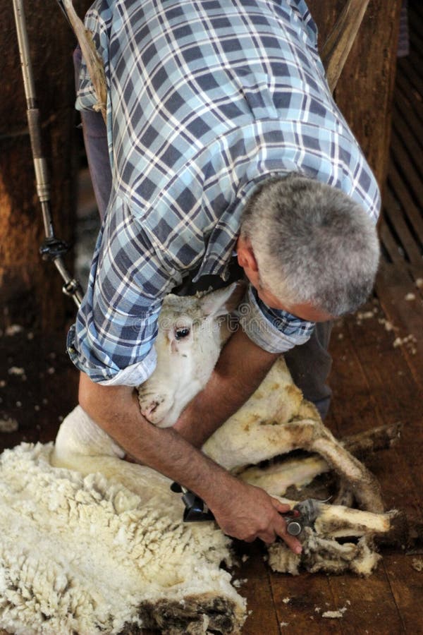 Sheep Shearer editorial stock photo. Image of fashioned - 53642483