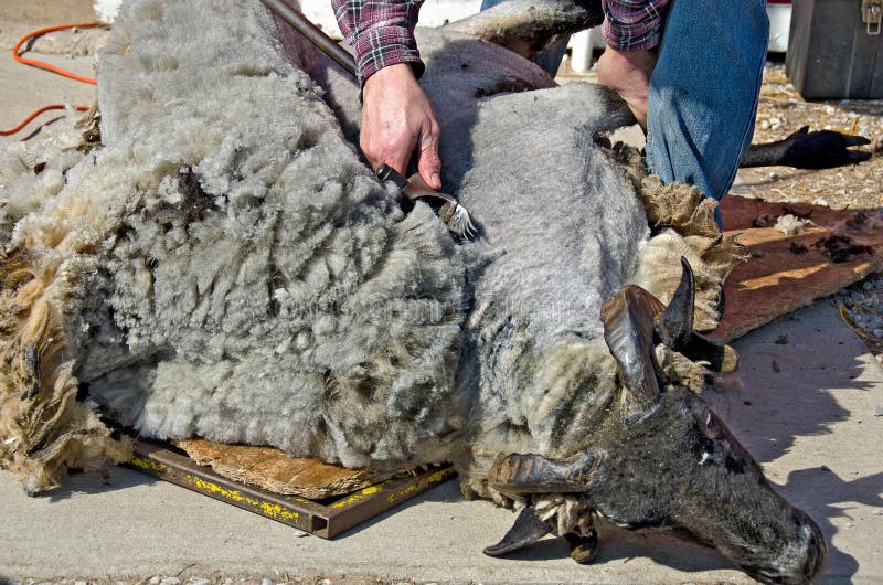 165 Shaving Sheep Stock Photos - Free & Royalty-Free Stock Photos from ...
