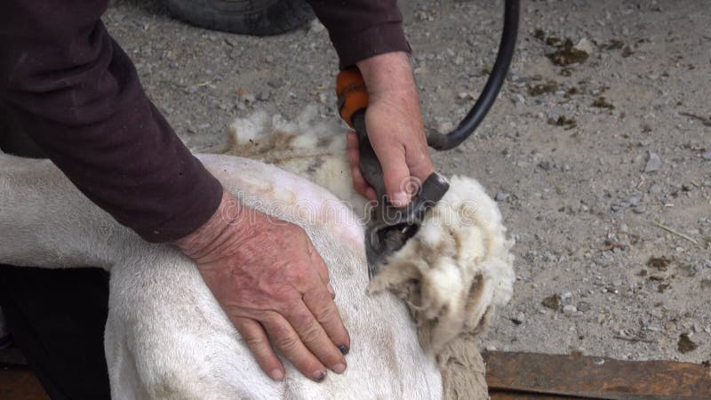 Sheep before shearing stock video. Video of shave, trim - 279678411