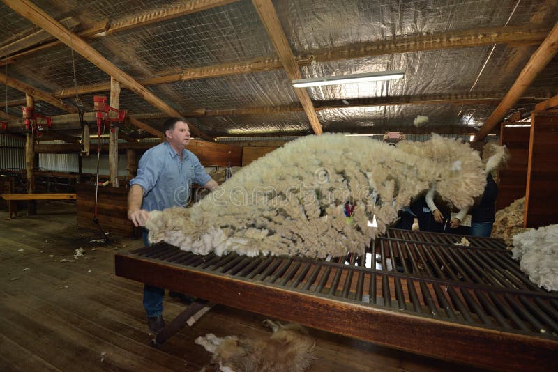 Sheep Shearing Wool Material Editorial Photography - Image of ...