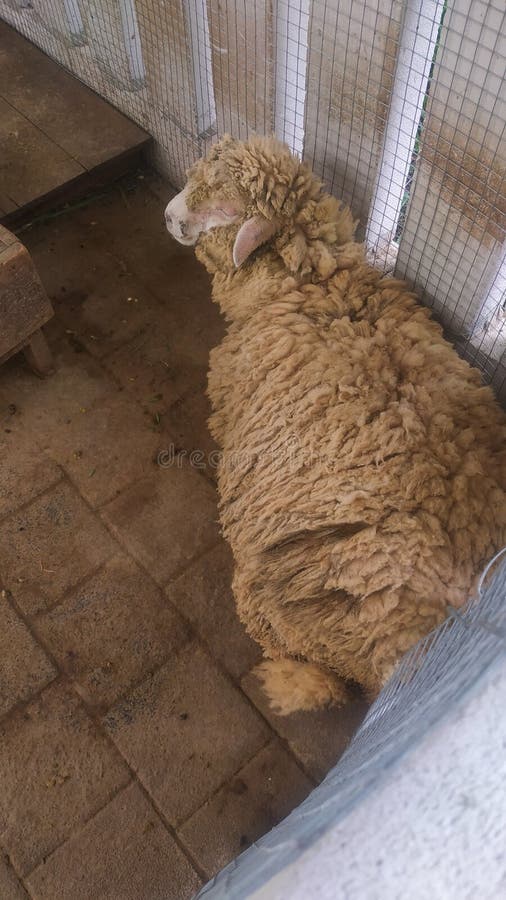 Sheep stock image. Image of sheep, wool, dreadlocks - 238537973