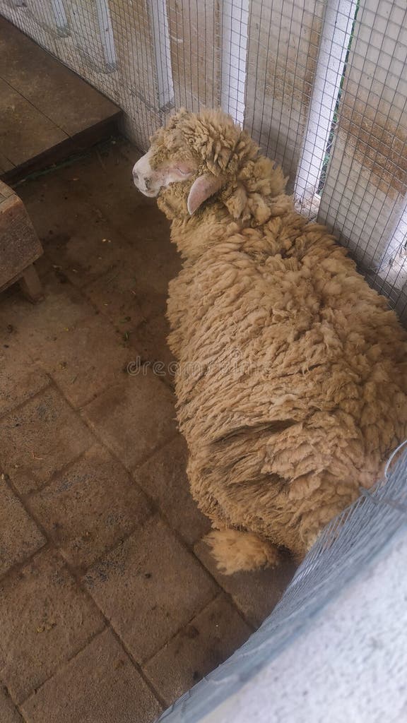 Sheep stock image. Image of sheep, wool, dreadlocks - 238537973