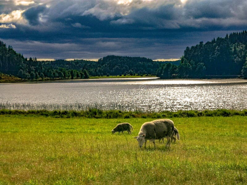 Sheep stock image. Image of sheep, lake, clouds, country - 155816911