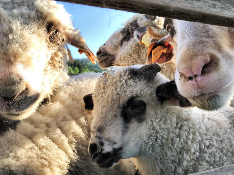 Sheep editorial photo. Image of fauna, sheeps, poland - 116832096