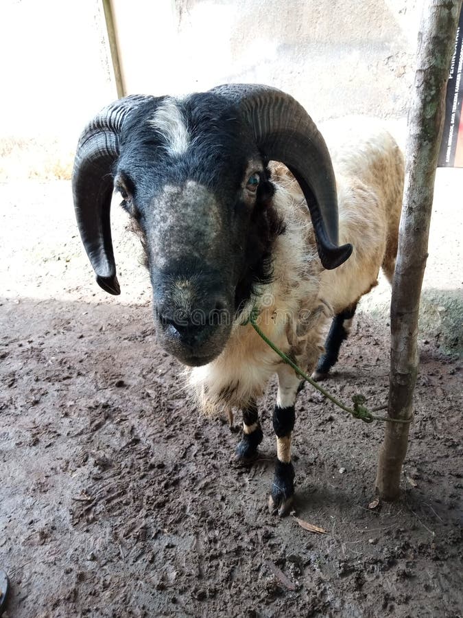 Sheep stock photo. Image of mane, cattle, sheep, animal - 236064456
