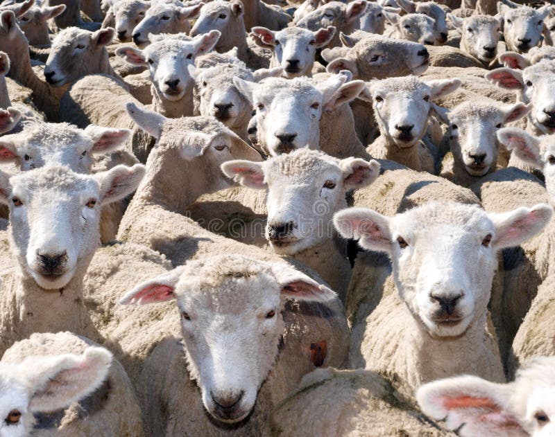 Sheep Sheep Sheep stock photo. Image of sale, life, wool - 6214598
