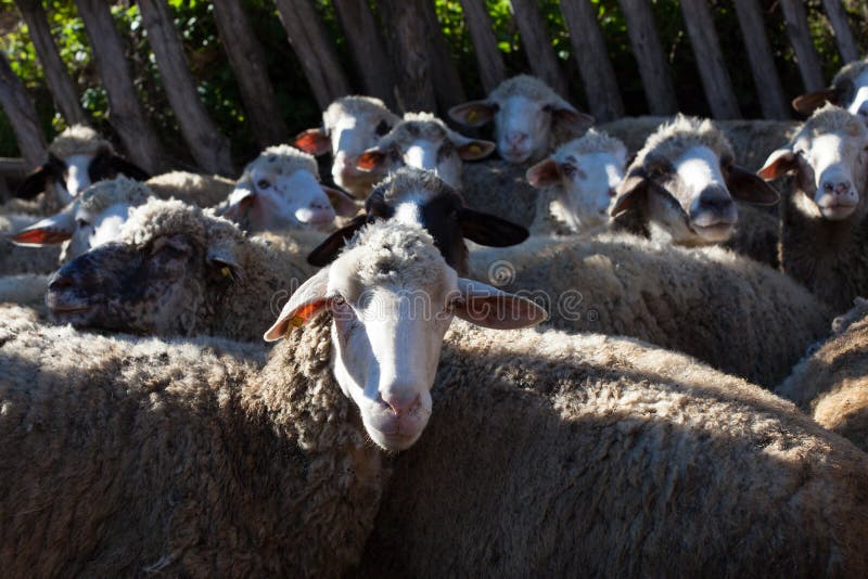 Sheep in sheepfold stock photo. Image of mammal, herd - 68208744