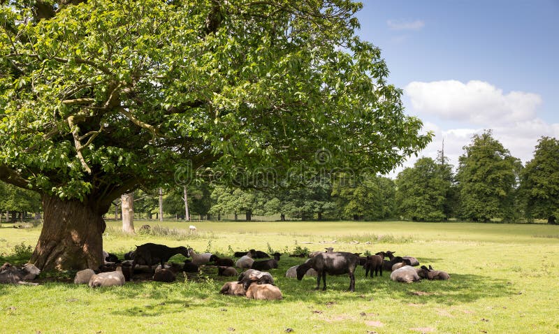 Sheep Sheltering in the Shade Stock Photo - Image of livestock, shade ...