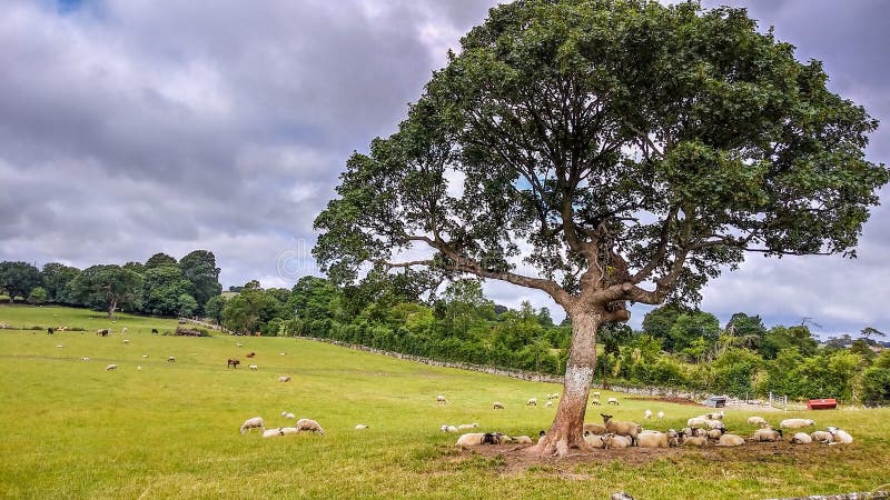 Sheep Sheltering Under a Huge Tree, Ireland Stock Image - Image of ...