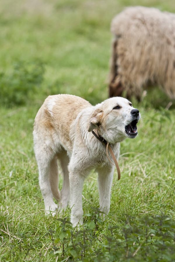 Sheep sheperd stock photo. Image of animal, farm, flock - 12131974