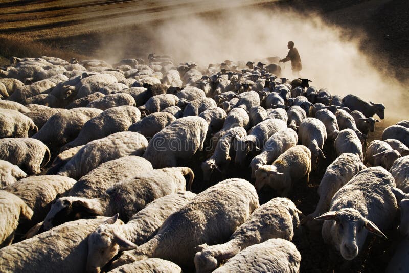 Sheep and shepherd stock image. Image of fields, domesticated - 10653781