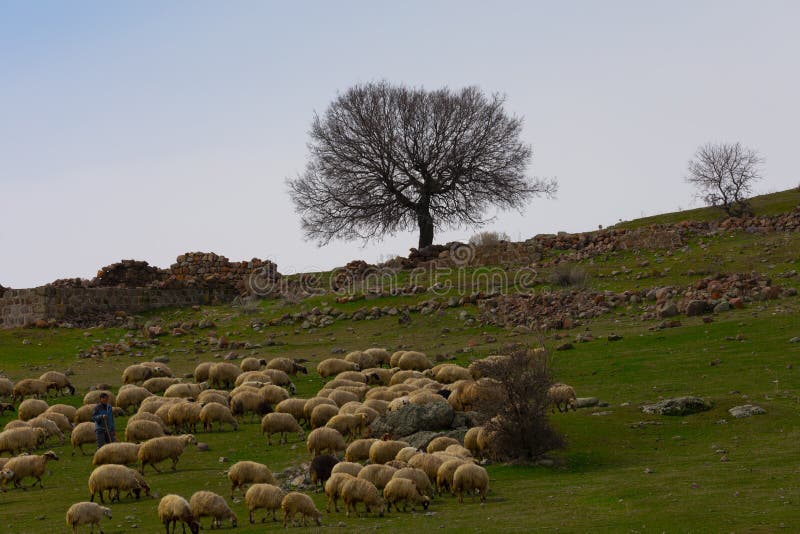 Sheep and Shepherd / Nature . Editorial Image - Image of meadow, graze ...