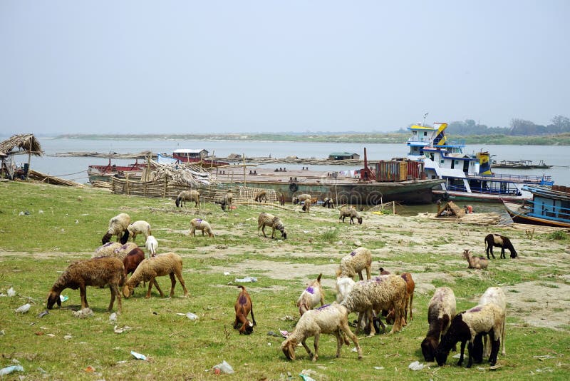 Sheep and ship editorial image. Image of aerawady, grass - 90982135