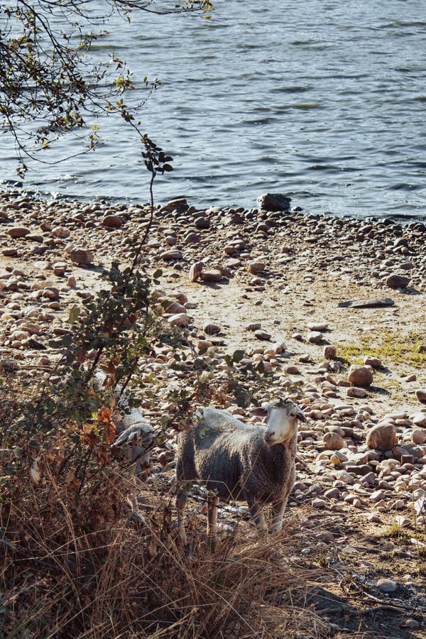 Sheep on a shore of a lake stock image. Image of hungry - 256779545