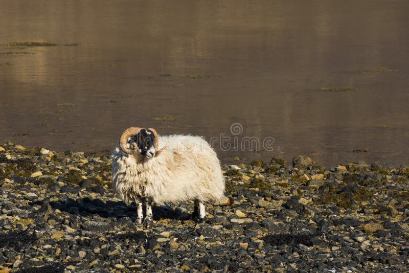 Sheep Shore Ocean Scotland stock photo. Image of horns - 59786906