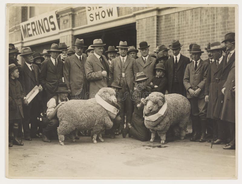 Sheep Shows, Sheep And Wool Industry / By Sam Hood Picture. Image ...