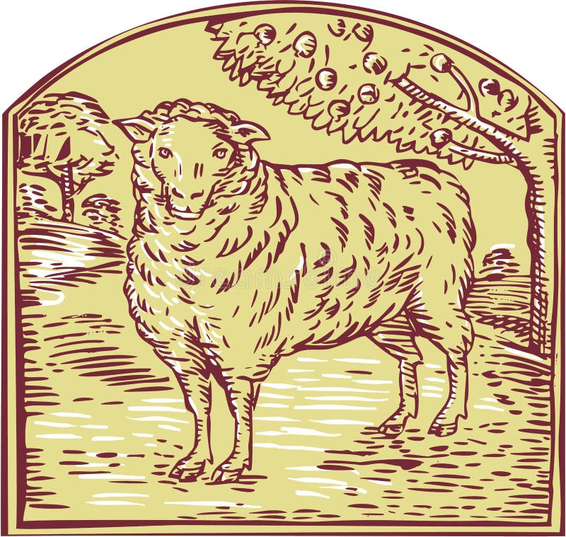Sheep Shield Stock Illustrations – 160 Sheep Shield Stock Illustrations ...