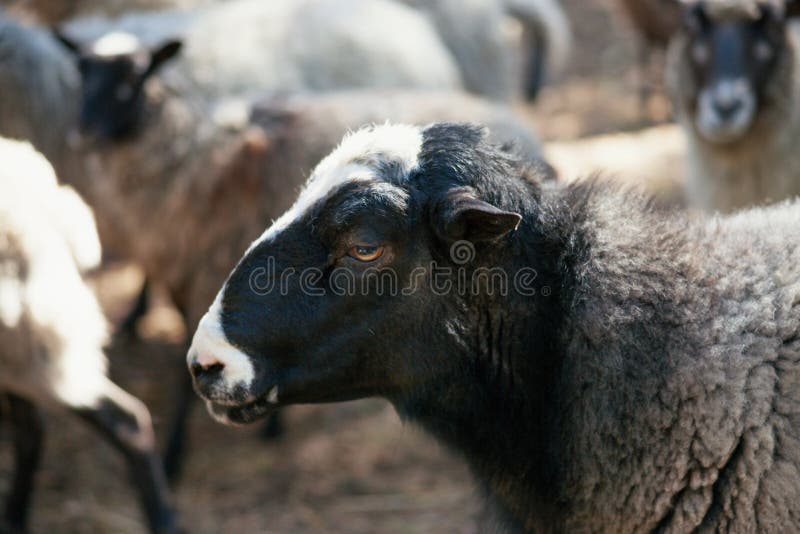 Side View Sheep Stock Photos - Download 1,480 Royalty Free Photos