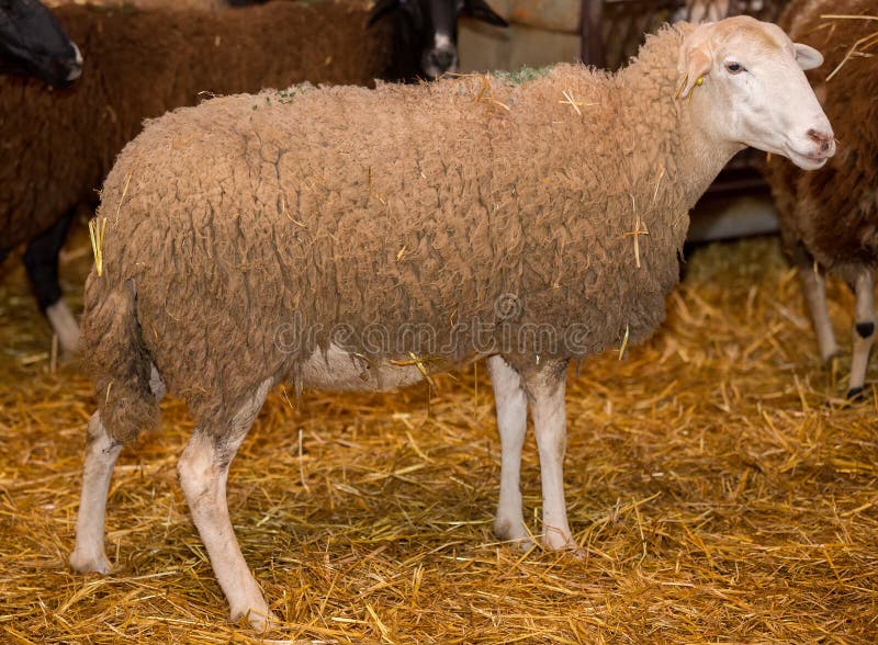 Side View Sheep Stock Photos - Download 1,480 Royalty Free Photos