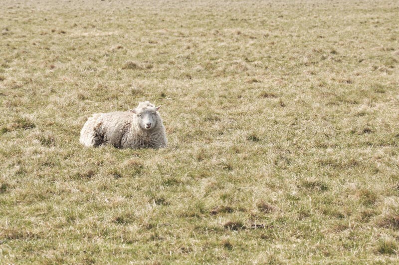 Sheep Sitting Down in a Field Eating Stock Image - Image of landscape ...